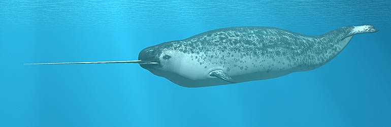 Narval – jednorogi kit s iznimno osjetljivim kljovama - Školska knjiga ...