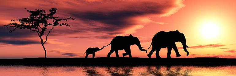 Slonovi imaju najrazvijeniji njuh među životinjama - Školska knjiga ...