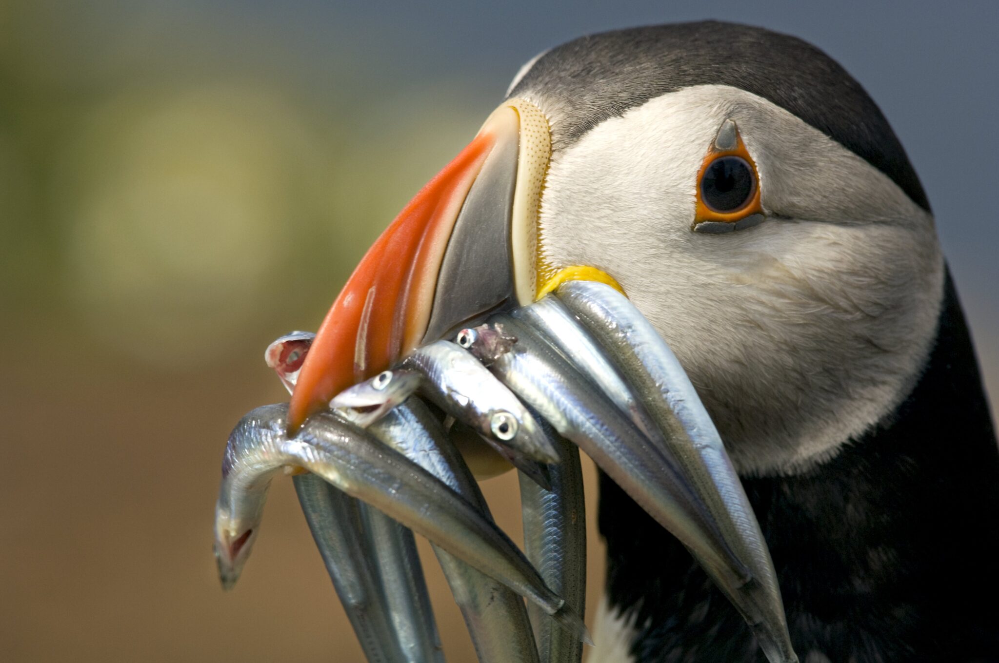 Tupik – ptica klaun sjevernog Atlantika - Školska knjiga - tu za vas